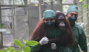 Bobby Nasution Diisukan Selingkuh, Ini Profil Wanitanya - THE ASIAN POST